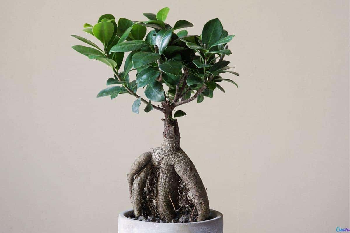Guia simples para cultivar e modelar seu ficus microcarpa bonsai em casa
